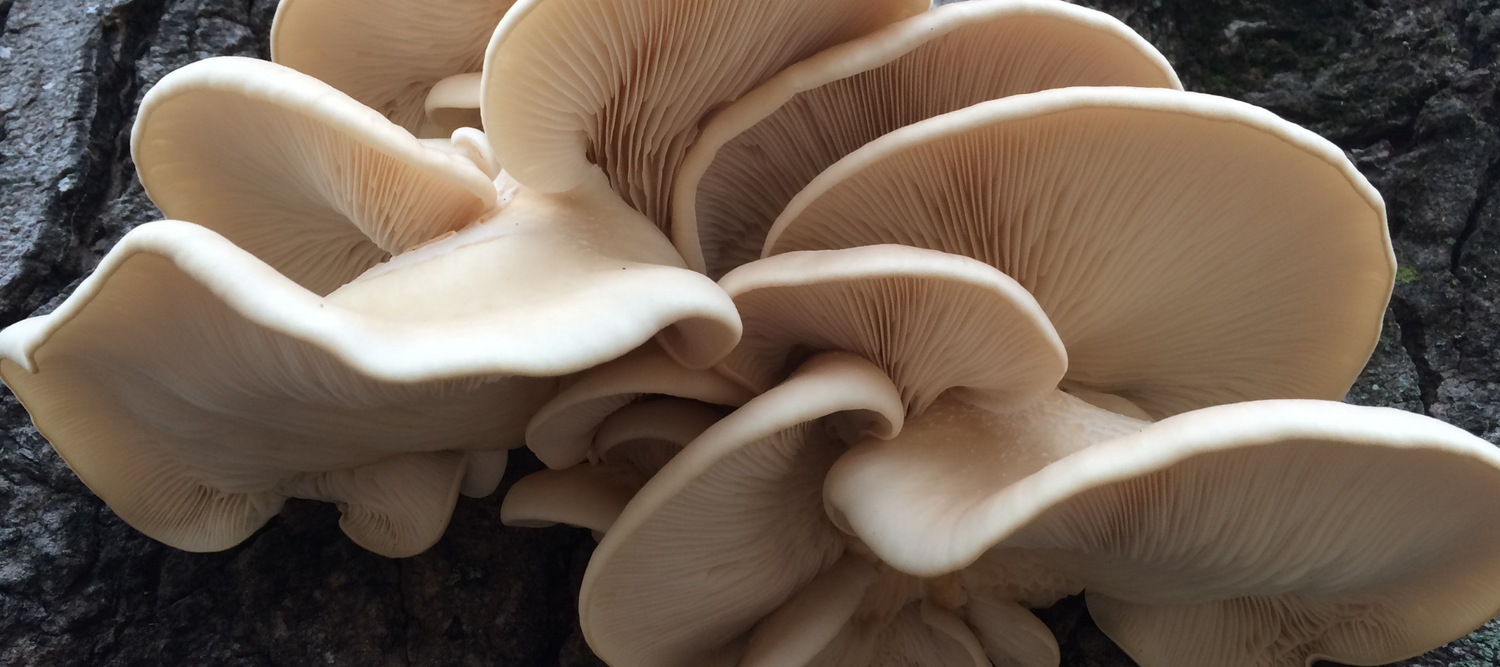 Collections – eccefoods